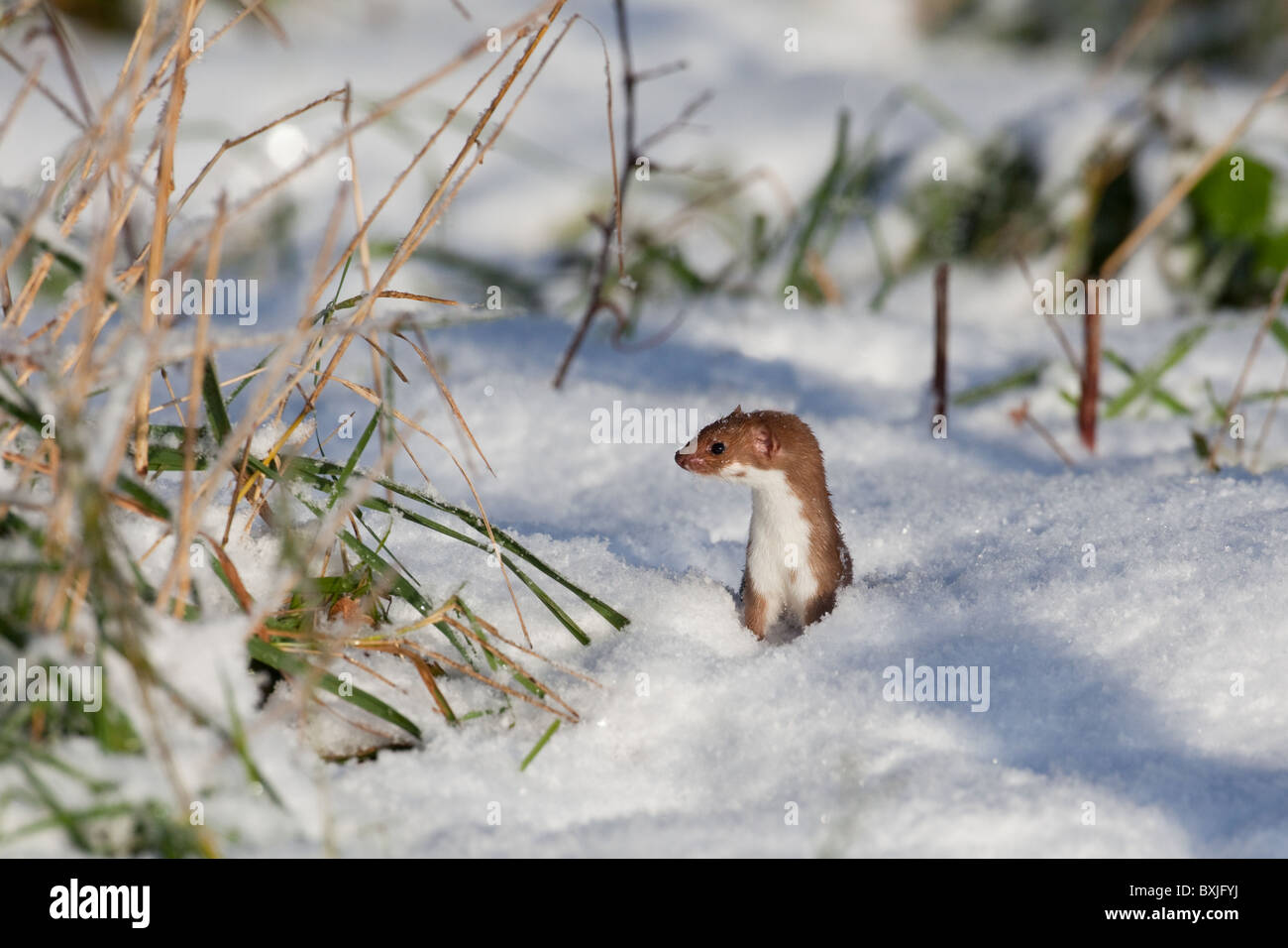 Wiesel im schnee -Fotos und -Bildmaterial in hoher Auflösung – Alamy