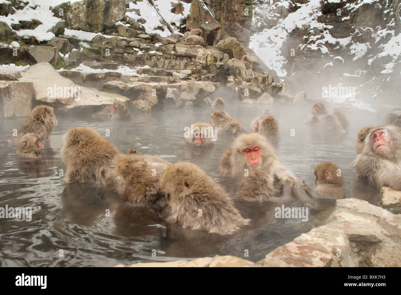 Monkey swimming pool -Fotos und -Bildmaterial in hoher Auflösung – Alamy