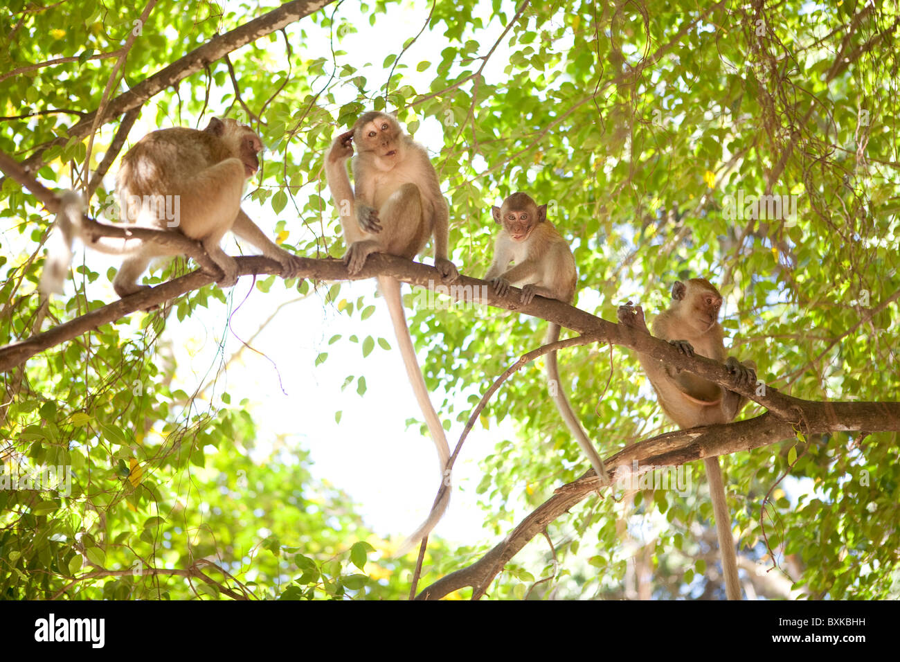 Monkey beach thailand -Fotos und -Bildmaterial in hoher Auflösung – Alamy