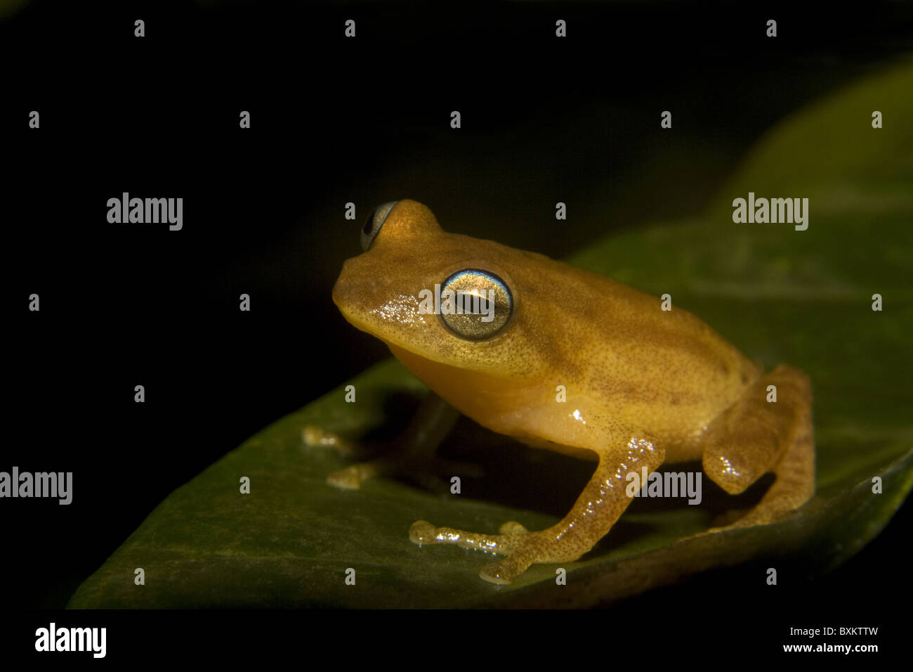 Gemeiner regenfrosch -Fotos und -Bildmaterial in hoher Auflösung – Alamy