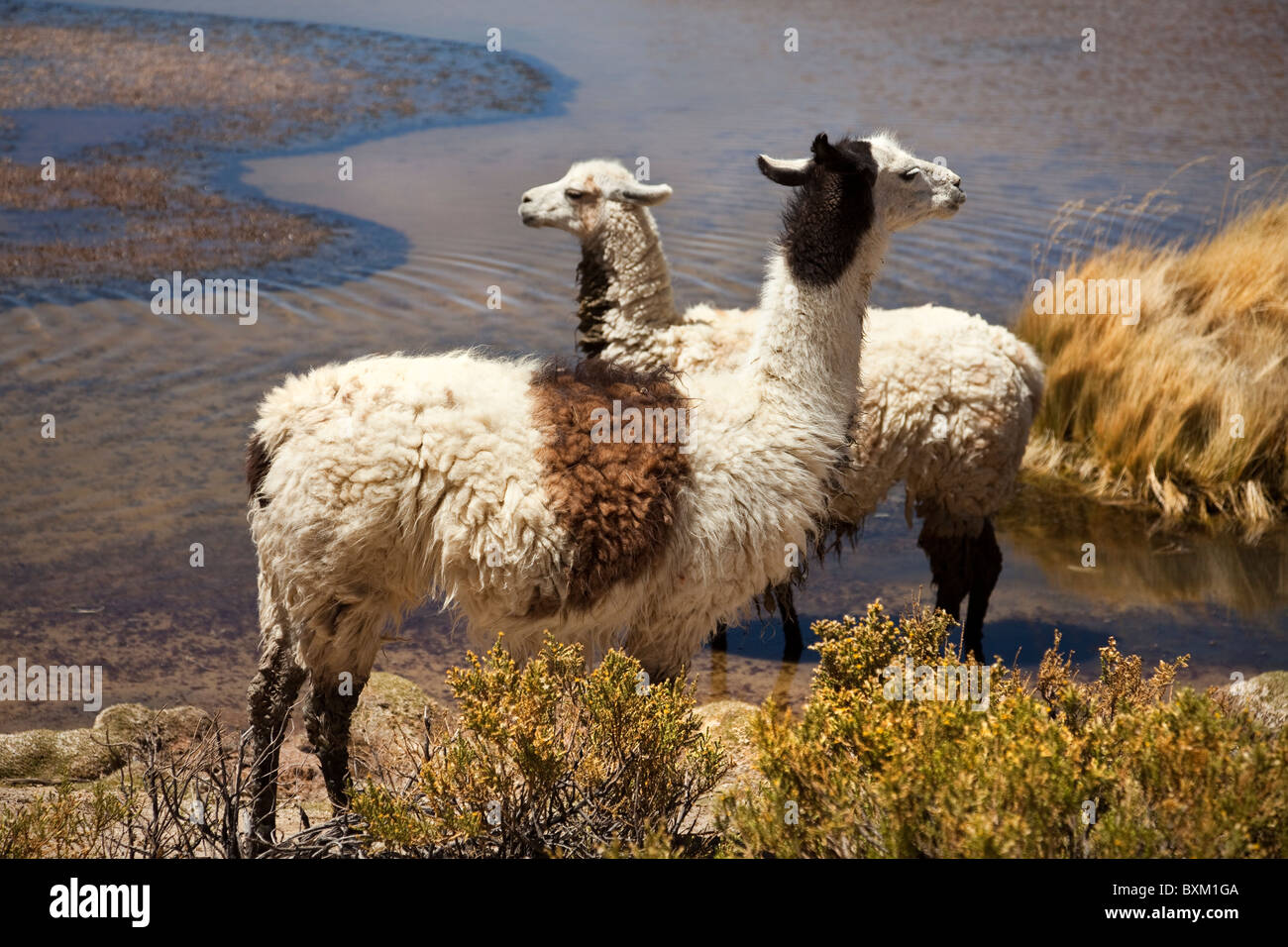 Zwei lamas -Fotos und -Bildmaterial in hoher Auflösung – Alamy