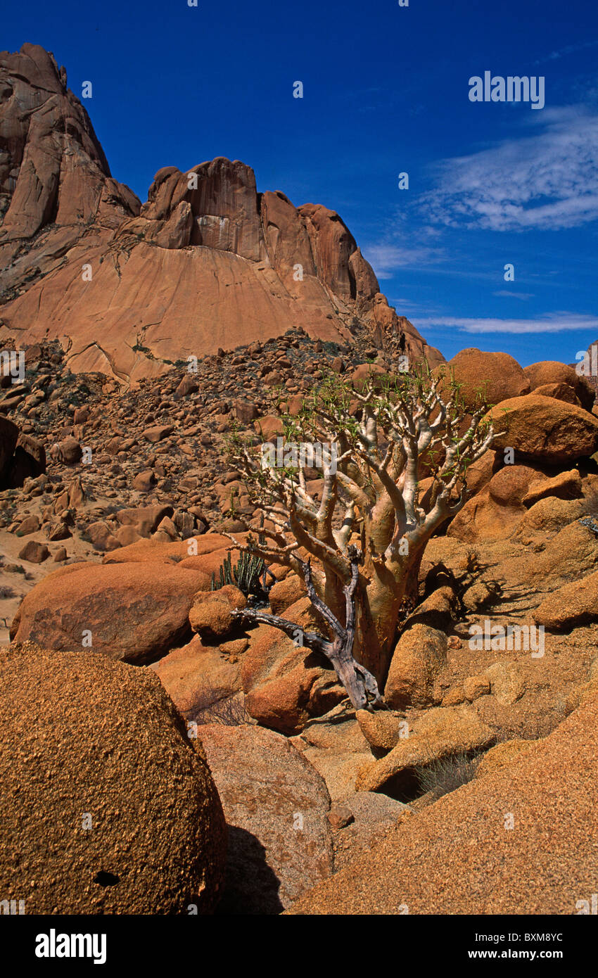 Glycyrrhiza Currorii, einem Pachycaul Sukkulente Baum, Spitzkoppe ...