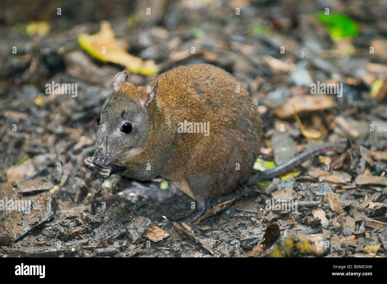 Musky rat kangaroo hypsiprymnodon moschatus smallest -Fotos und ...