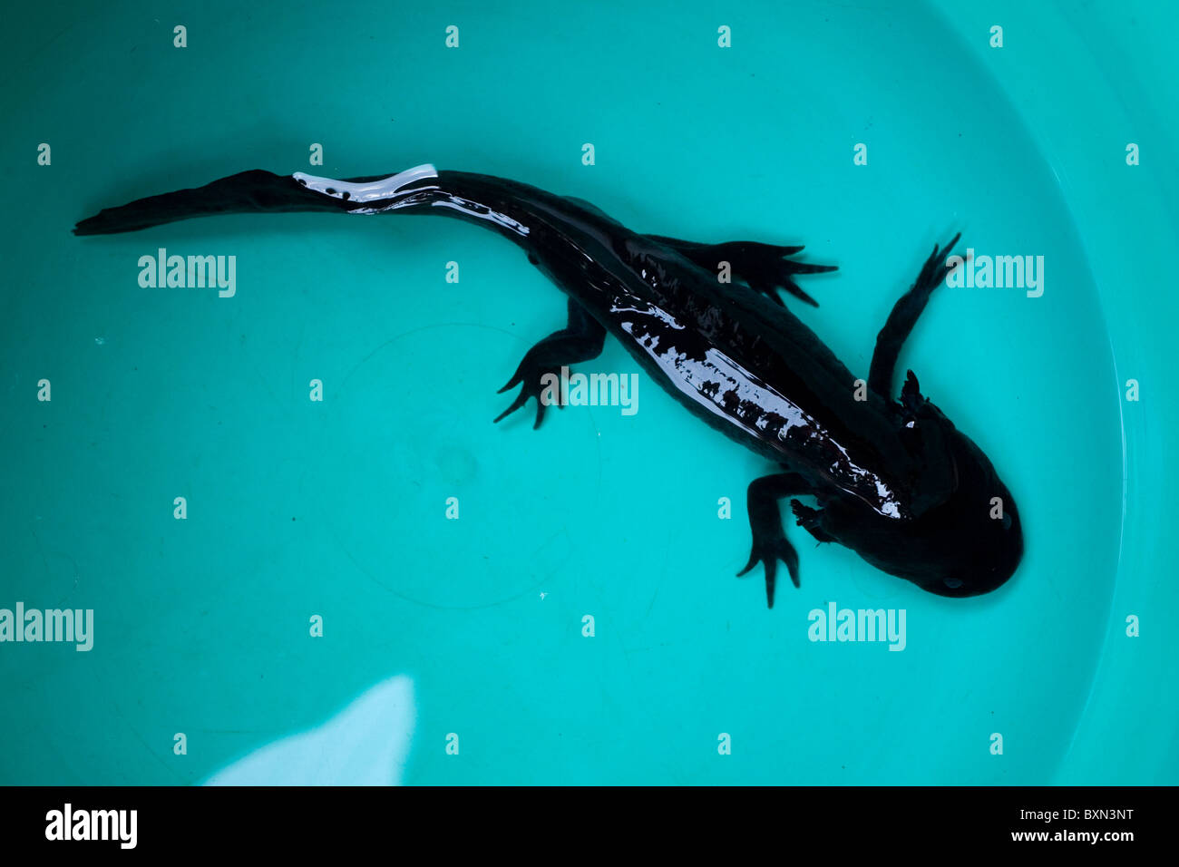 Ein Axolotl, z.B. geschieht, eine Art von Salamander steht in einem ...
