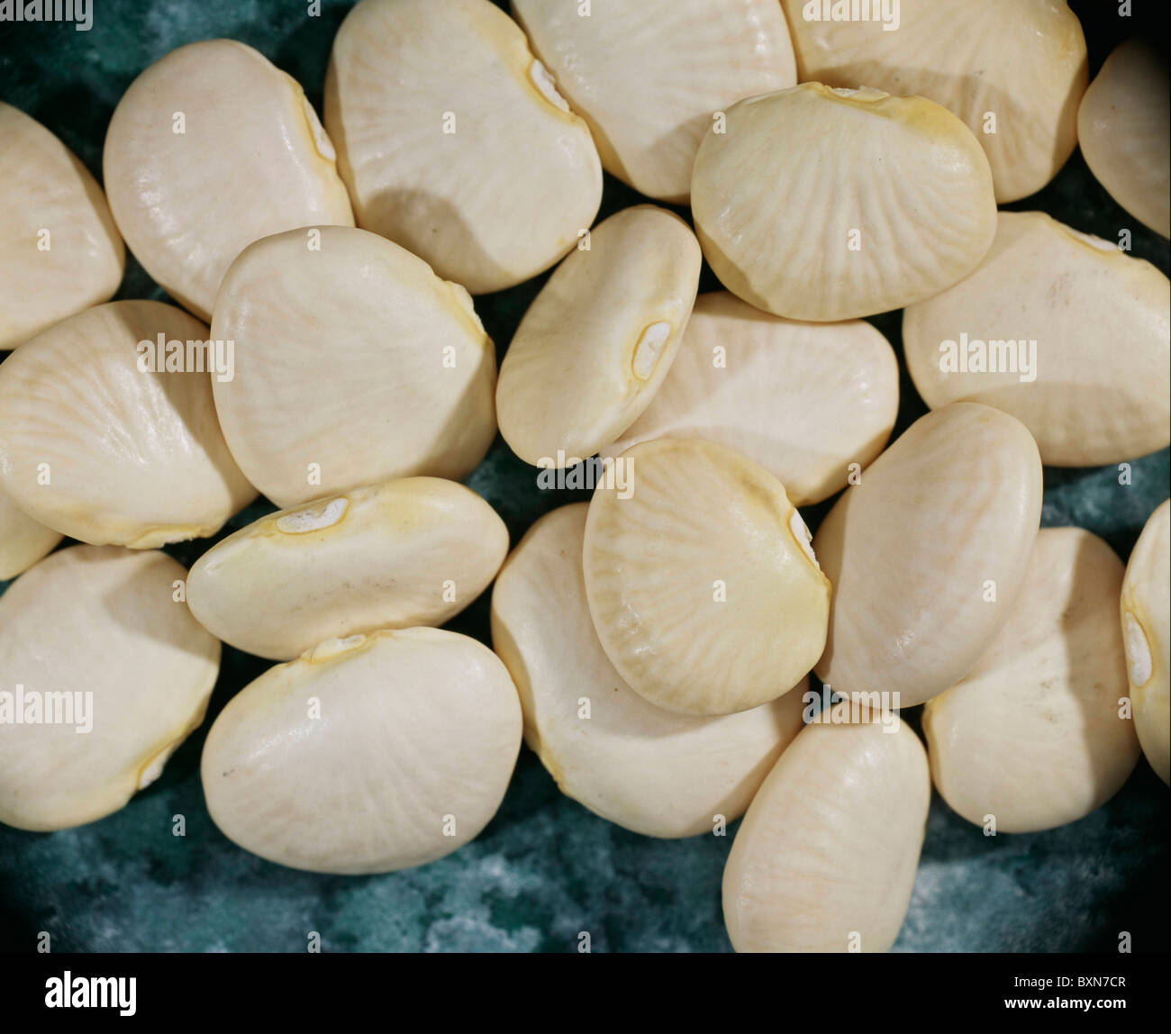 Phaseolus limensis -Fotos und -Bildmaterial in hoher Auflösung – Alamy