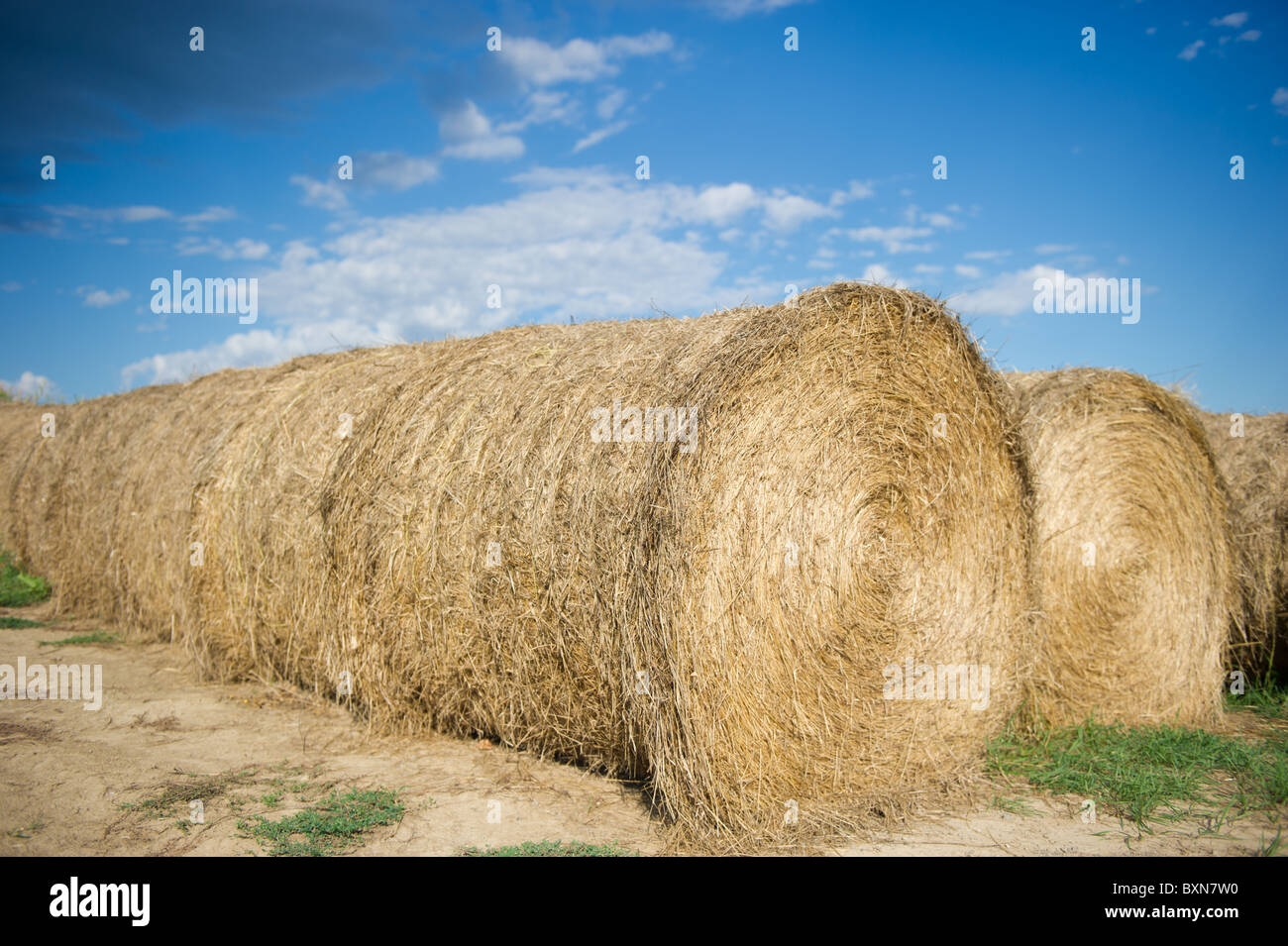 Livestock Forage Stockfotos & Livestock Forage Bilder - Alamy
