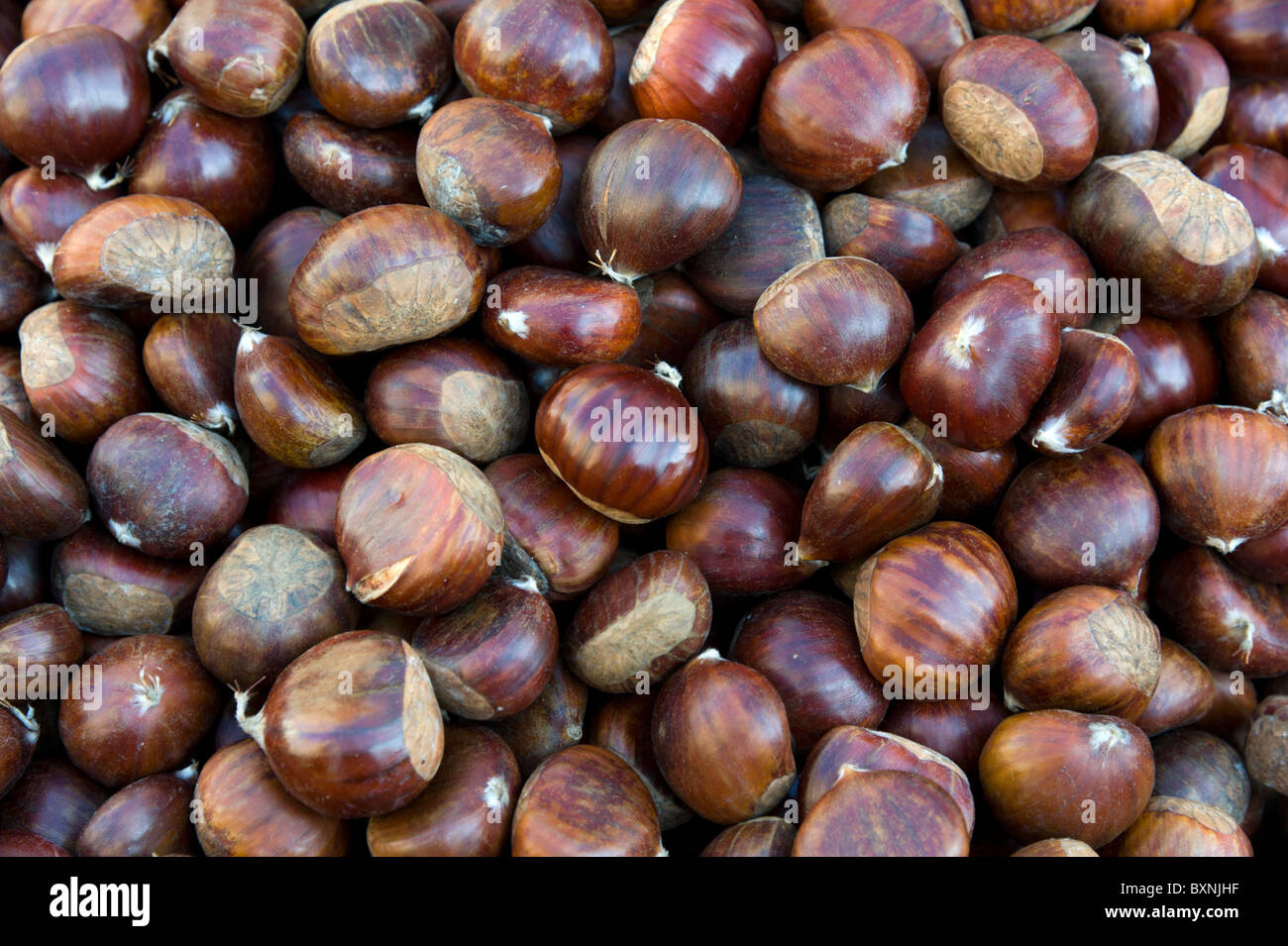 Ess kastanien -Fotos und -Bildmaterial in hoher Auflösung – Alamy