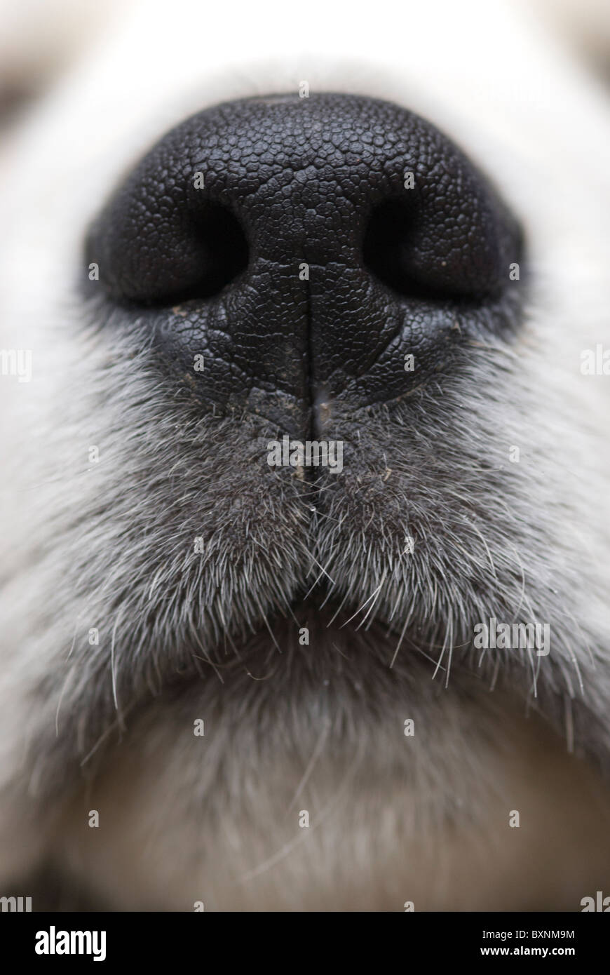 Nasse Nase Hund Stockfotos und -bilder Kaufen - Alamy