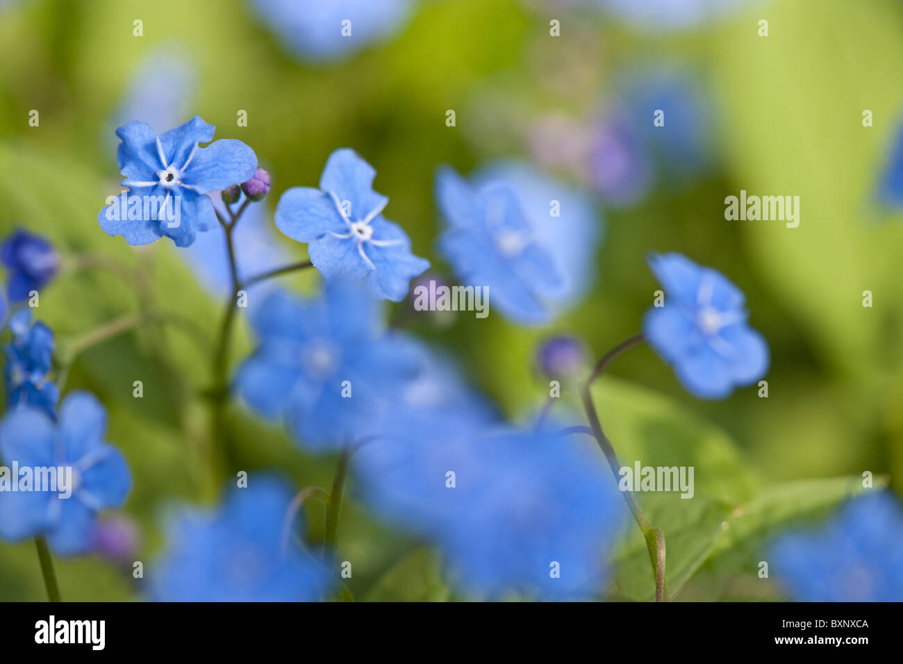 Maria blau -Fotos und -Bildmaterial in hoher Auflösung – Alamy