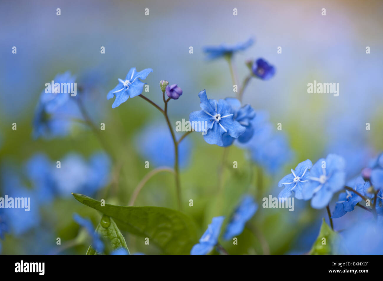 Maria blau -Fotos und -Bildmaterial in hoher Auflösung – Alamy
