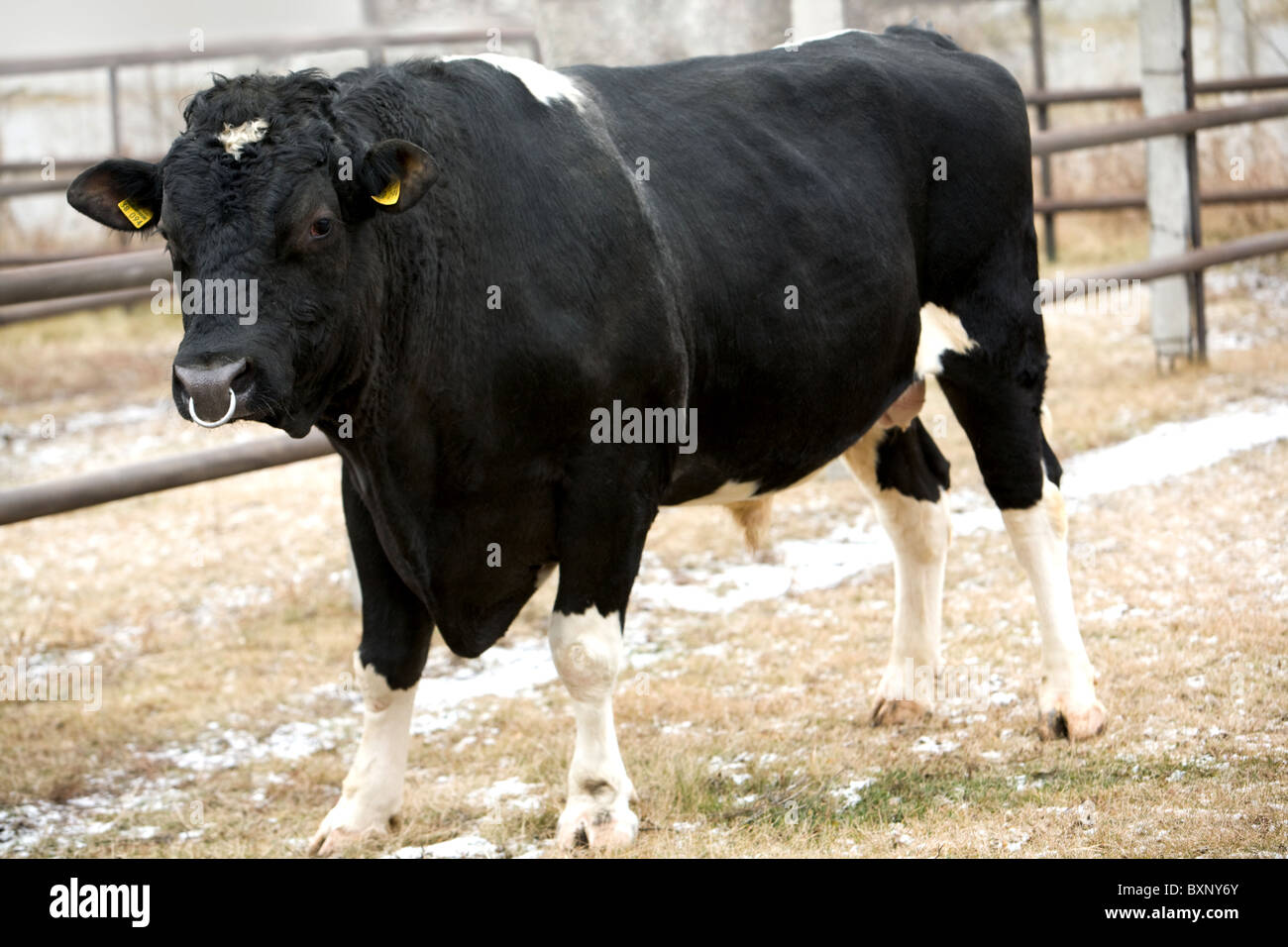 Bison ranching -Fotos und -Bildmaterial in hoher Auflösung – Alamy