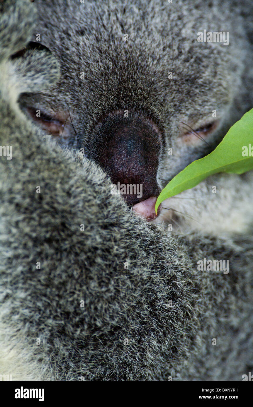 Koala bar -Fotos und -Bildmaterial in hoher Auflösung – Alamy