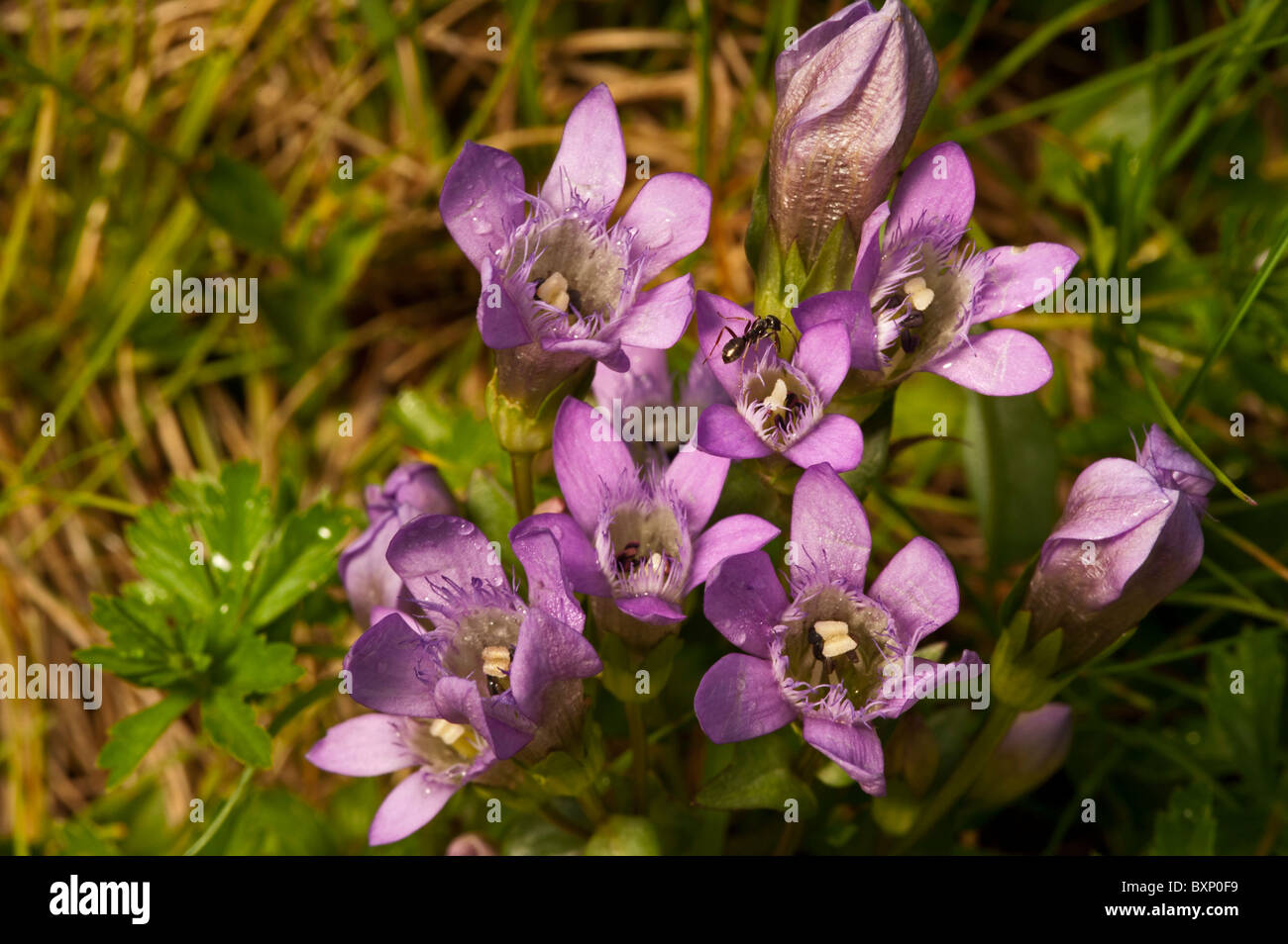 Enzian flower -Fotos und -Bildmaterial in hoher Auflösung – Alamy