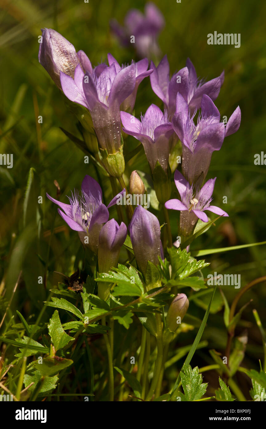 Enzian flower -Fotos und -Bildmaterial in hoher Auflösung – Alamy