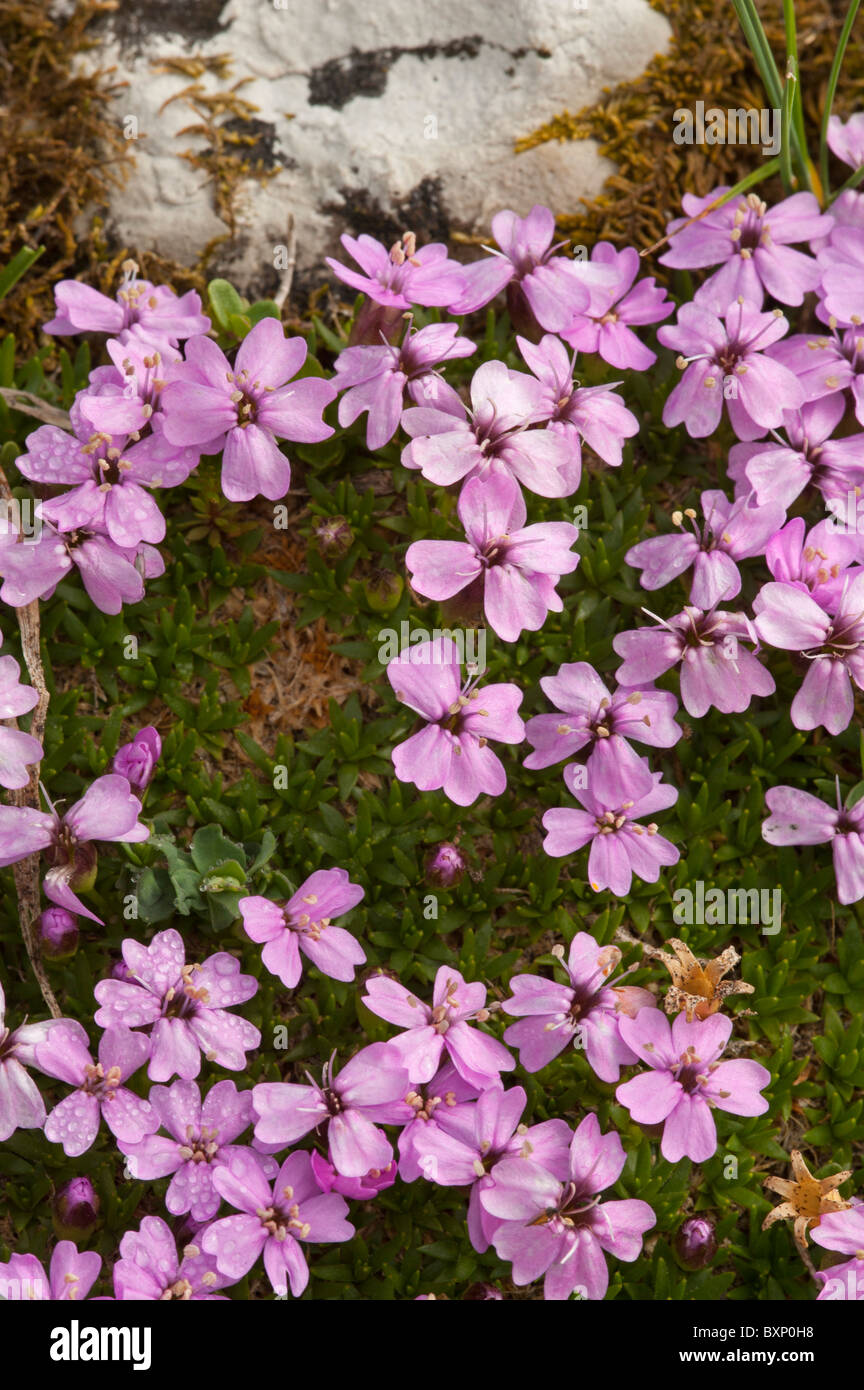 Moss campion silene acaulis alpine -Fotos und -Bildmaterial in hoher ...