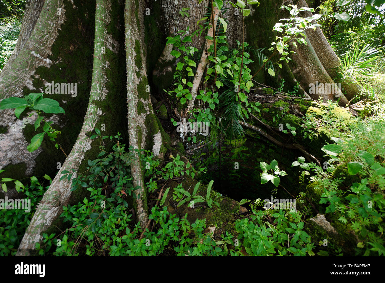 Bance island -Fotos und -Bildmaterial in hoher Auflösung – Alamy
