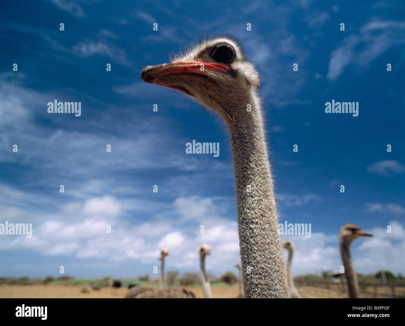 Seine straussenfarm -Fotos und -Bildmaterial in hoher Auflösung – Alamy
