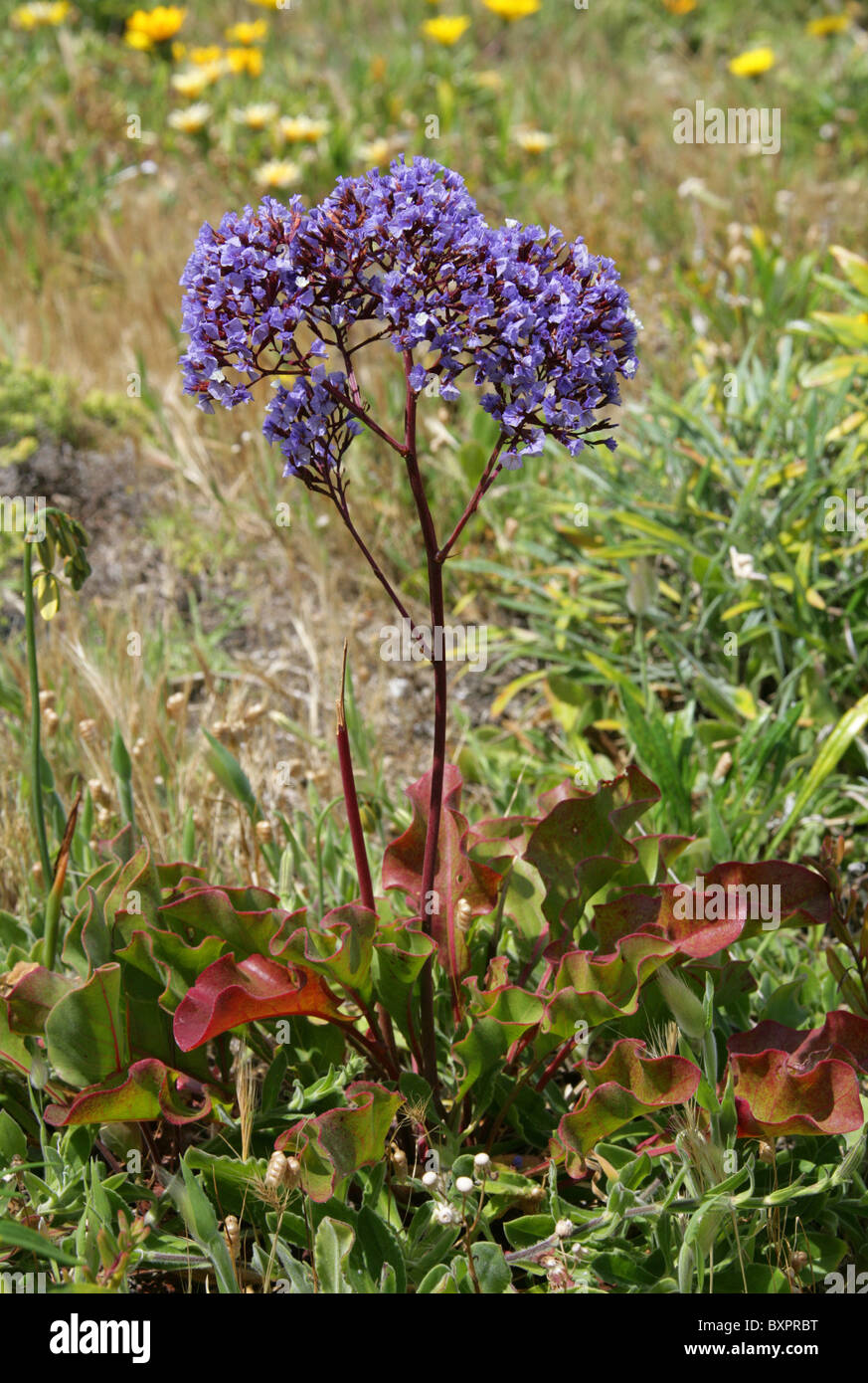 Statice limonium sp -Fotos und -Bildmaterial in hoher Auflösung – Alamy