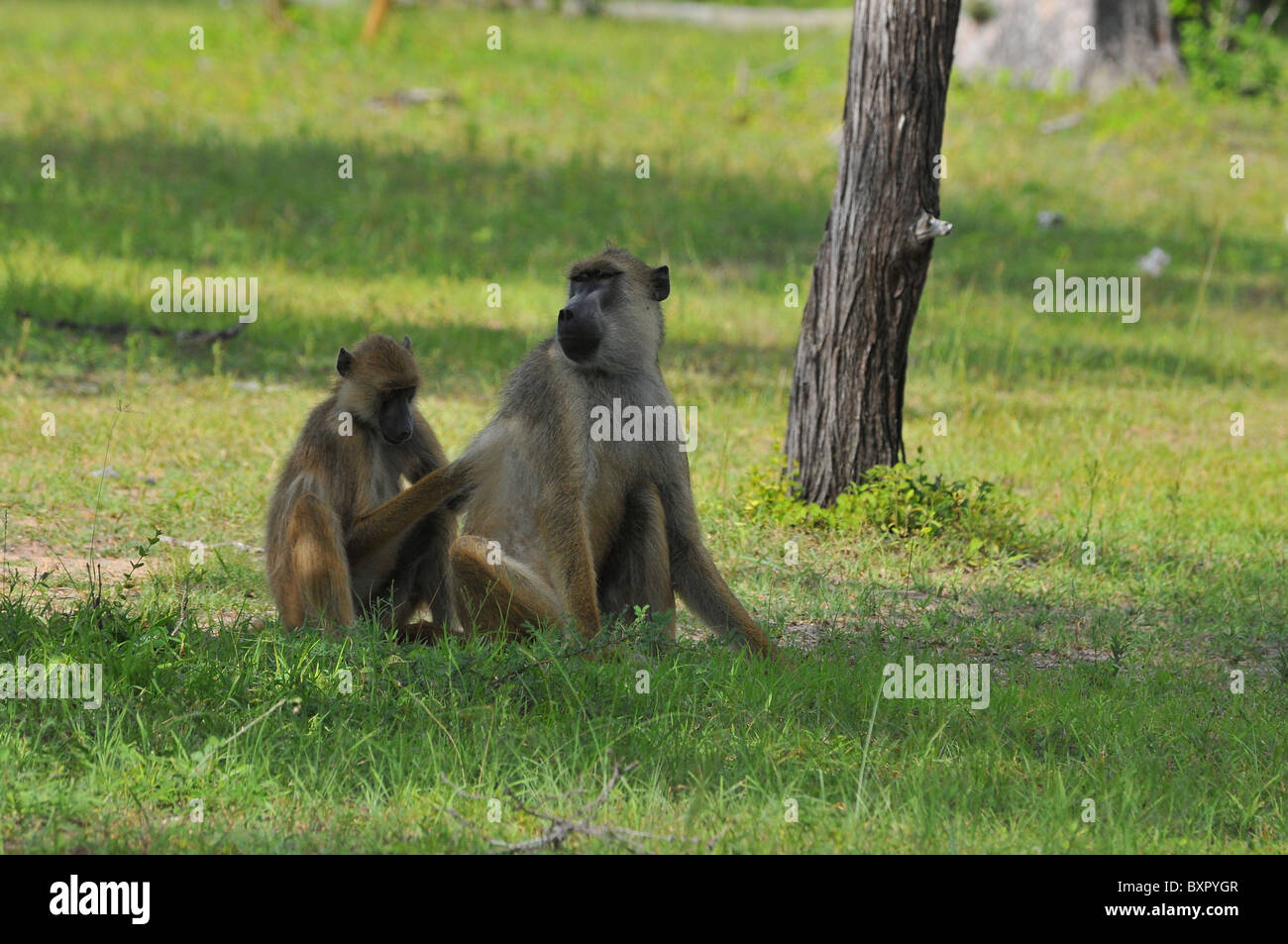 Pavian unter baum -Fotos und -Bildmaterial in hoher Auflösung – Alamy