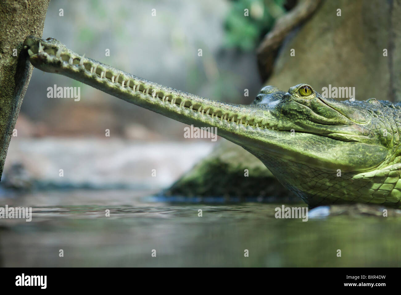 Gharial gavialis gangeticus -Fotos und -Bildmaterial in hoher Auflösung ...
