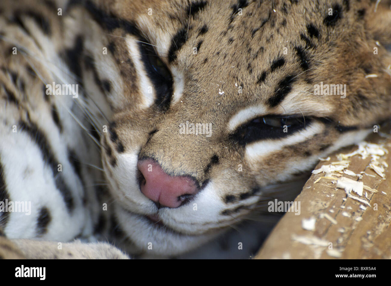 Female ocelot -Fotos und -Bildmaterial in hoher Auflösung – Alamy
