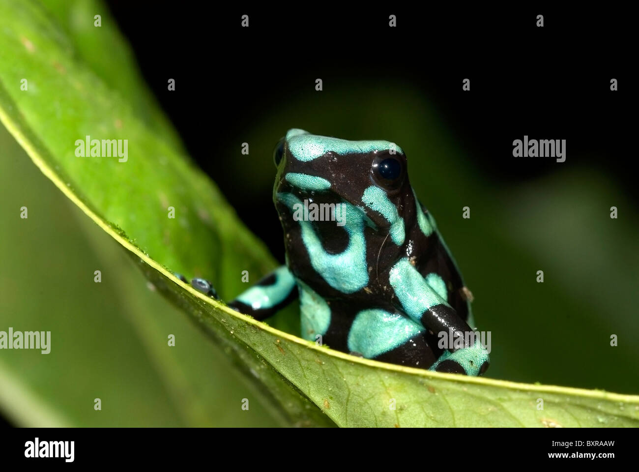 Frosch pfeilgiftfrosch dendrobates blattregenwald -Fotos und ...
