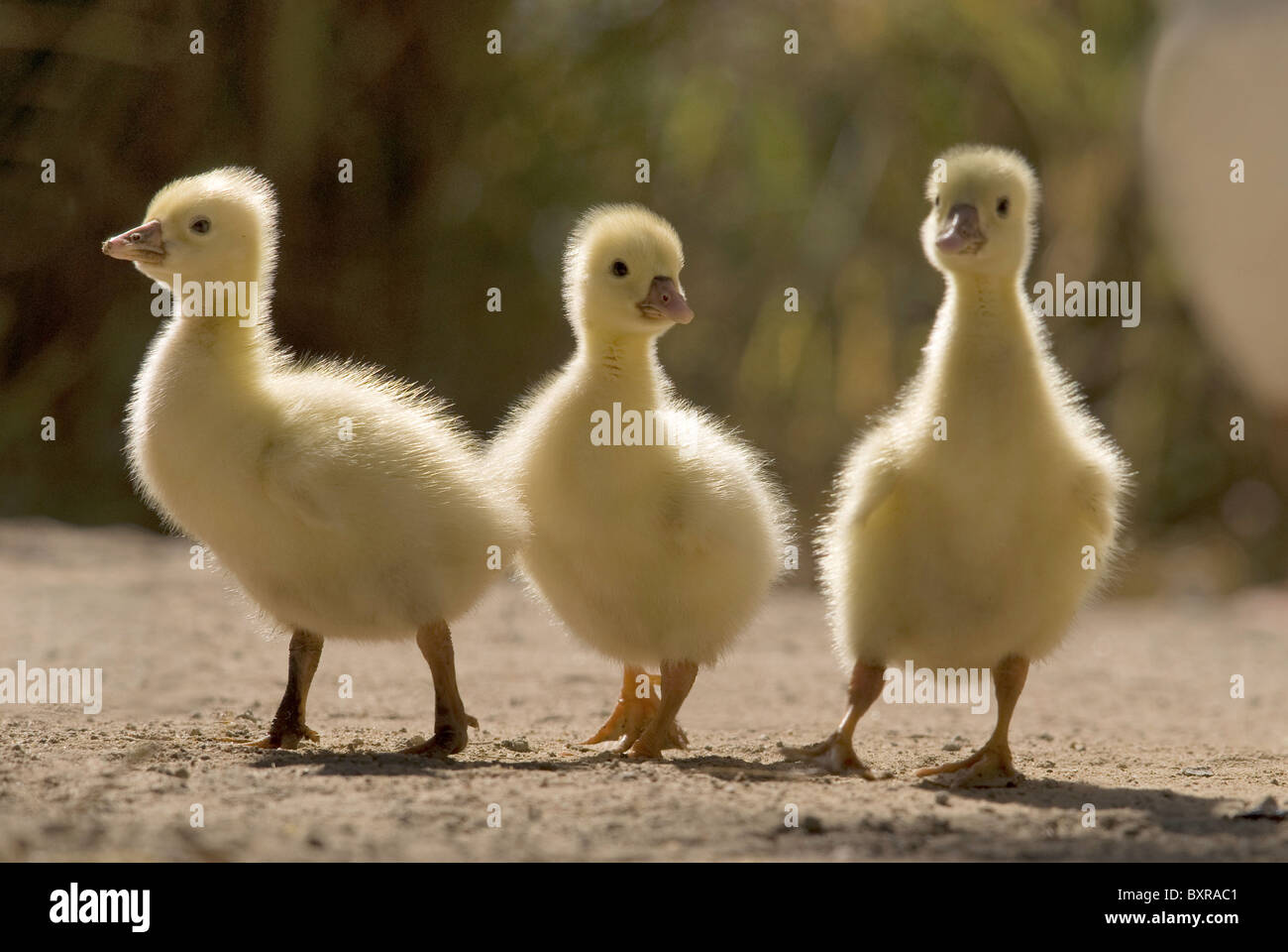 Ente stockfotos und bilder -Fotos und -Bildmaterial in hoher Auflösung ...