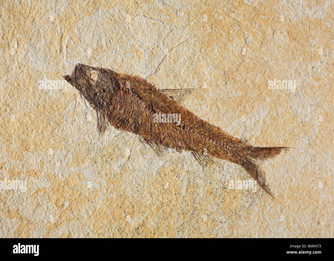 Ritter eoceana -Fotos und -Bildmaterial in hoher Auflösung – Alamy