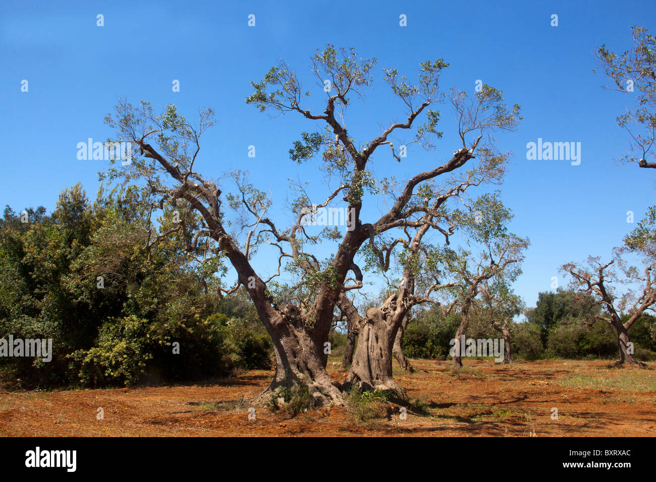 Olea Europaea, uralten Olivenbaum, Salento, Apulien, Italien ...