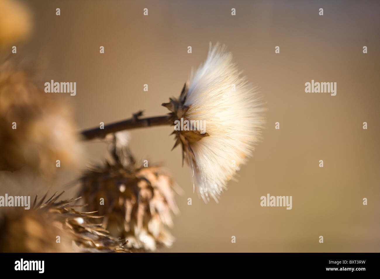 Kopf der toten distel -Fotos und -Bildmaterial in hoher Auflösung – Alamy