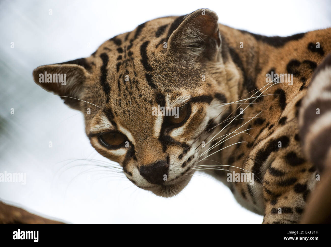 Der ozelot -Fotos und -Bildmaterial in hoher Auflösung – Alamy