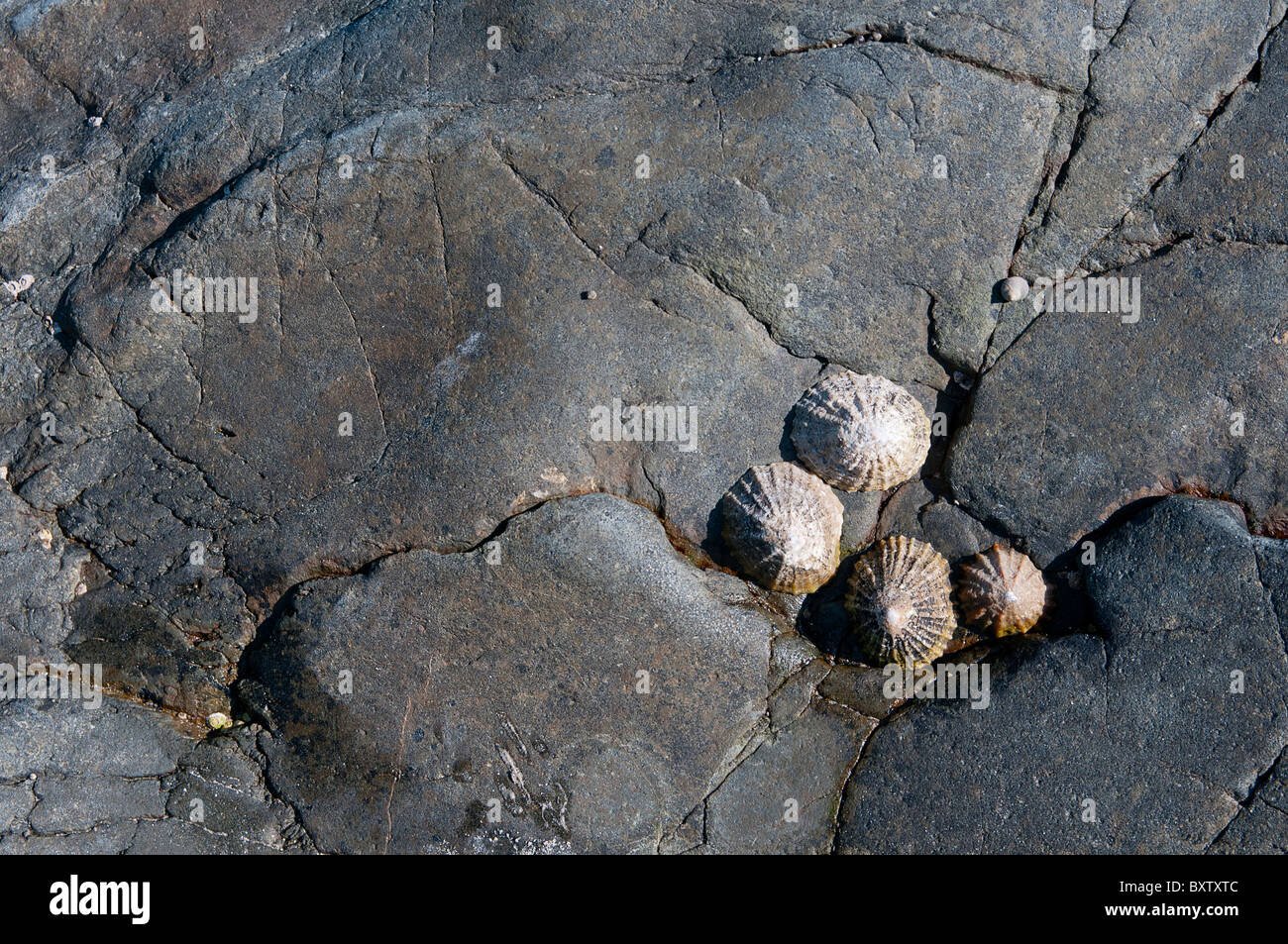 Napfschnecken auf steinen -Fotos und -Bildmaterial in hoher Auflösung ...