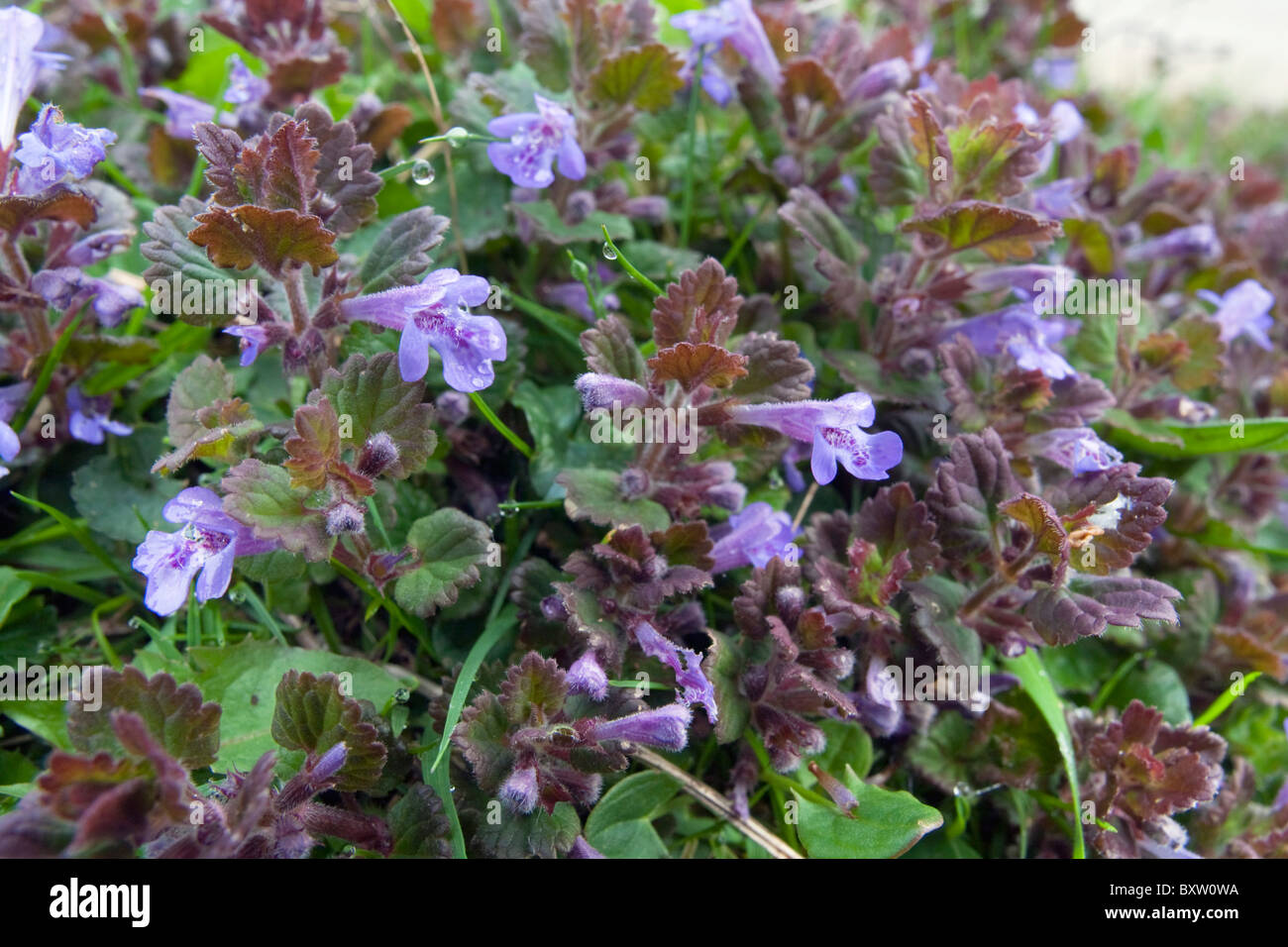 Boden efeu glechoma hederacea -Fotos und -Bildmaterial in hoher ...