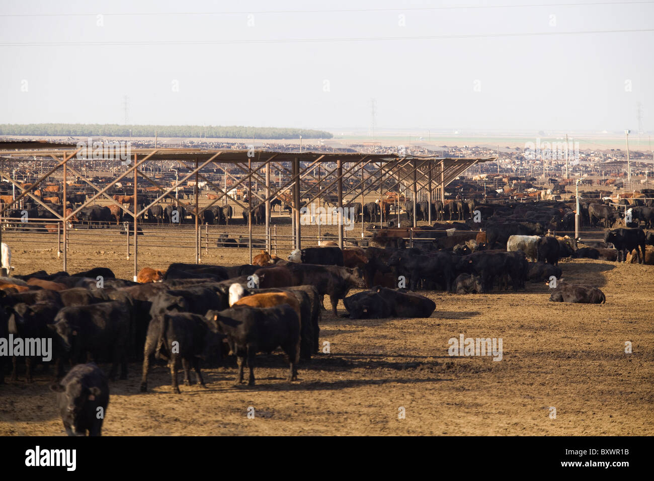 Feedlot Usa Stockfotos und -bilder Kaufen - Seite 2 - Alamy