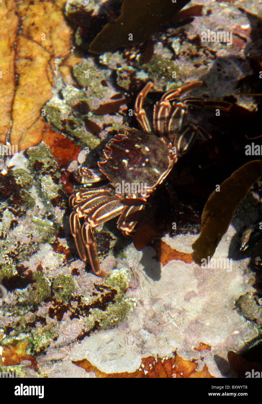 Cape Rock Crab, Plagusia Chabrus, Gecarcinidae, Crustacea, Arthropoda ...