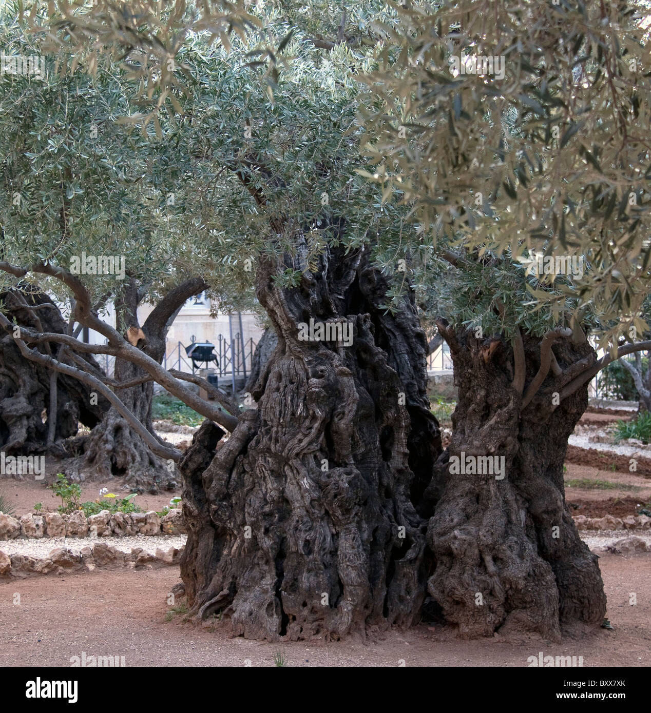 Olive baum -Fotos und -Bildmaterial in hoher Auflösung – Alamy