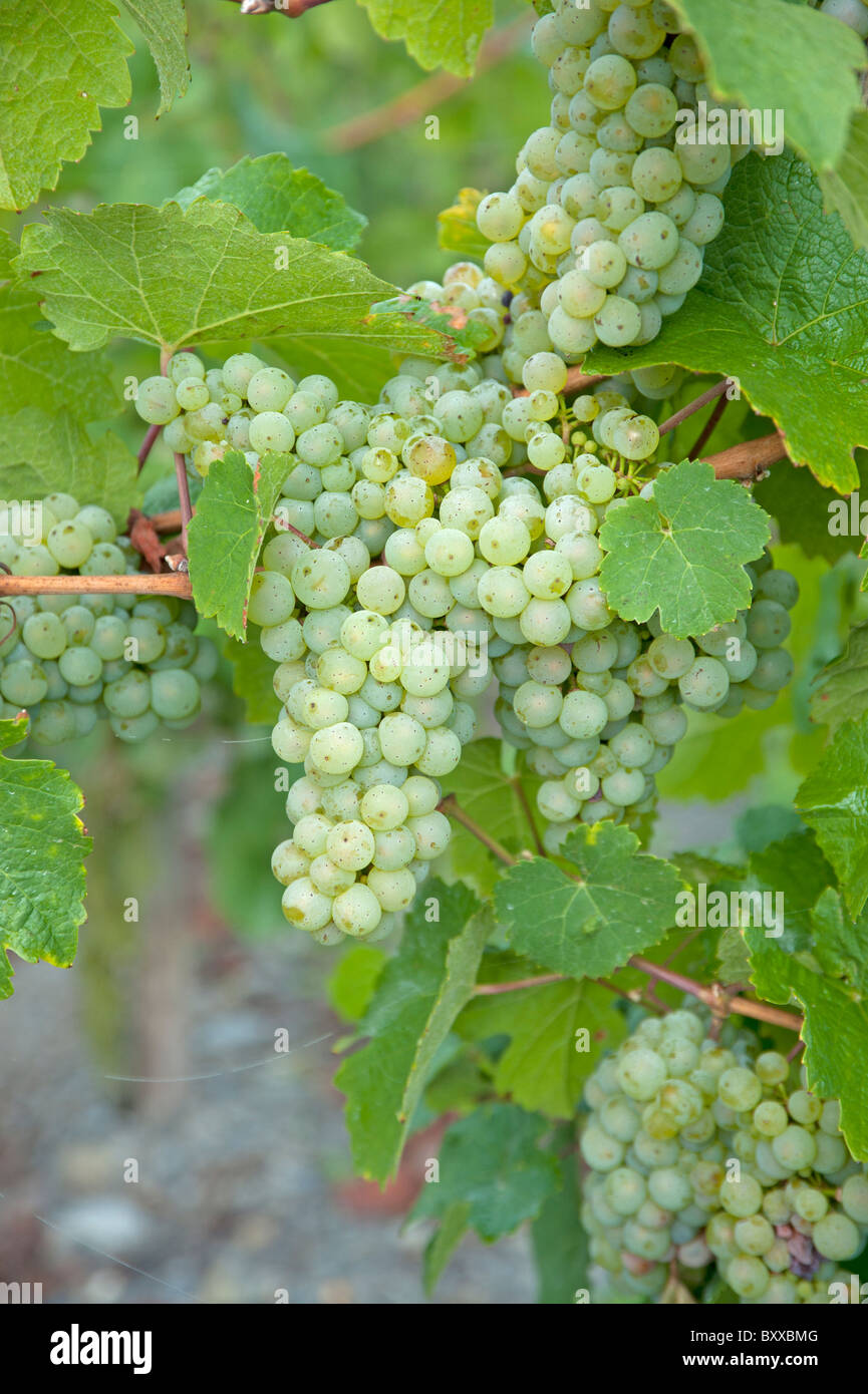 Mosel riesling -Fotos und -Bildmaterial in hoher Auflösung – Alamy