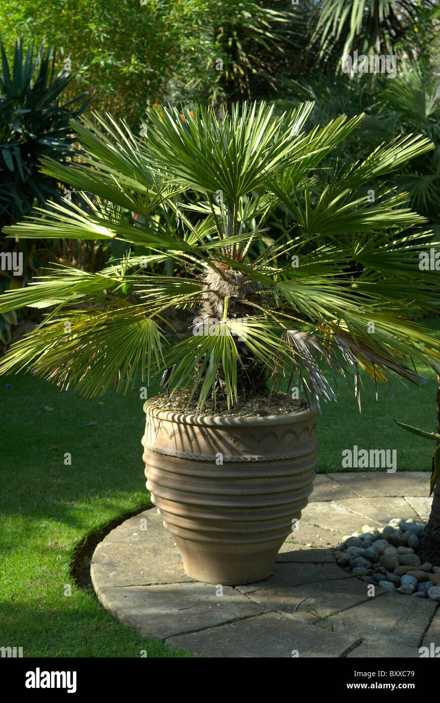 Mediterrane palme chamaerops -Fotos und -Bildmaterial in hoher Auflösung – Alamy