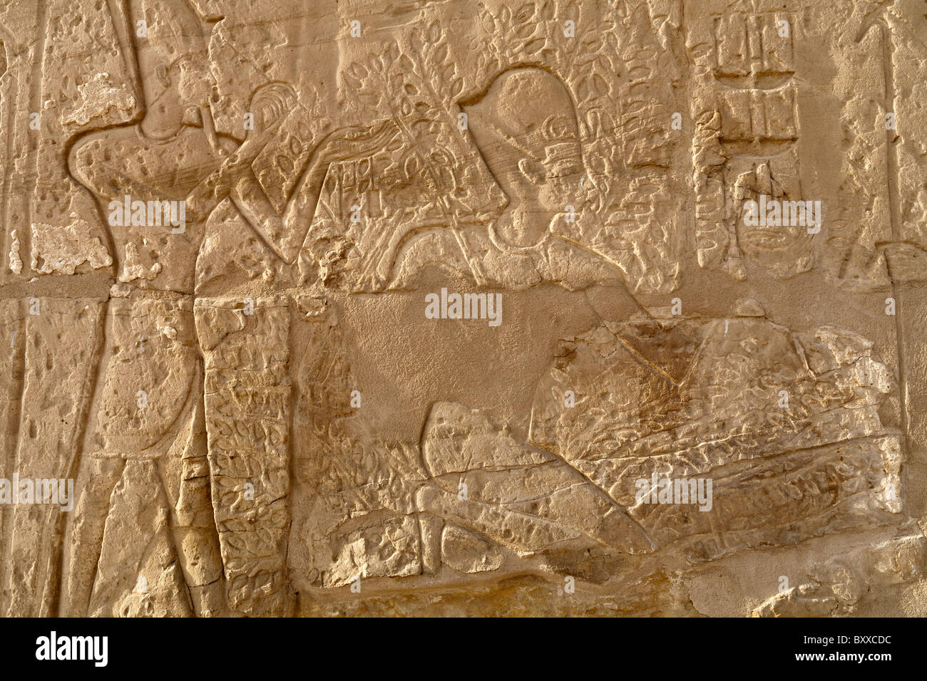 Ished baum -Fotos und -Bildmaterial in hoher Auflösung – Alamy