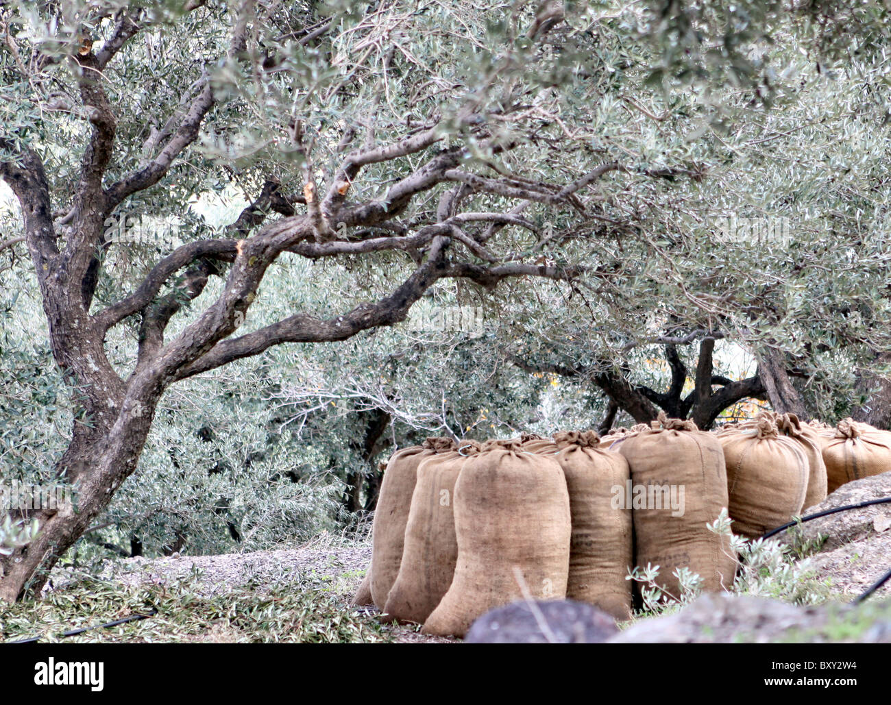 Machine picking olive -Fotos und -Bildmaterial in hoher Auflösung – Alamy