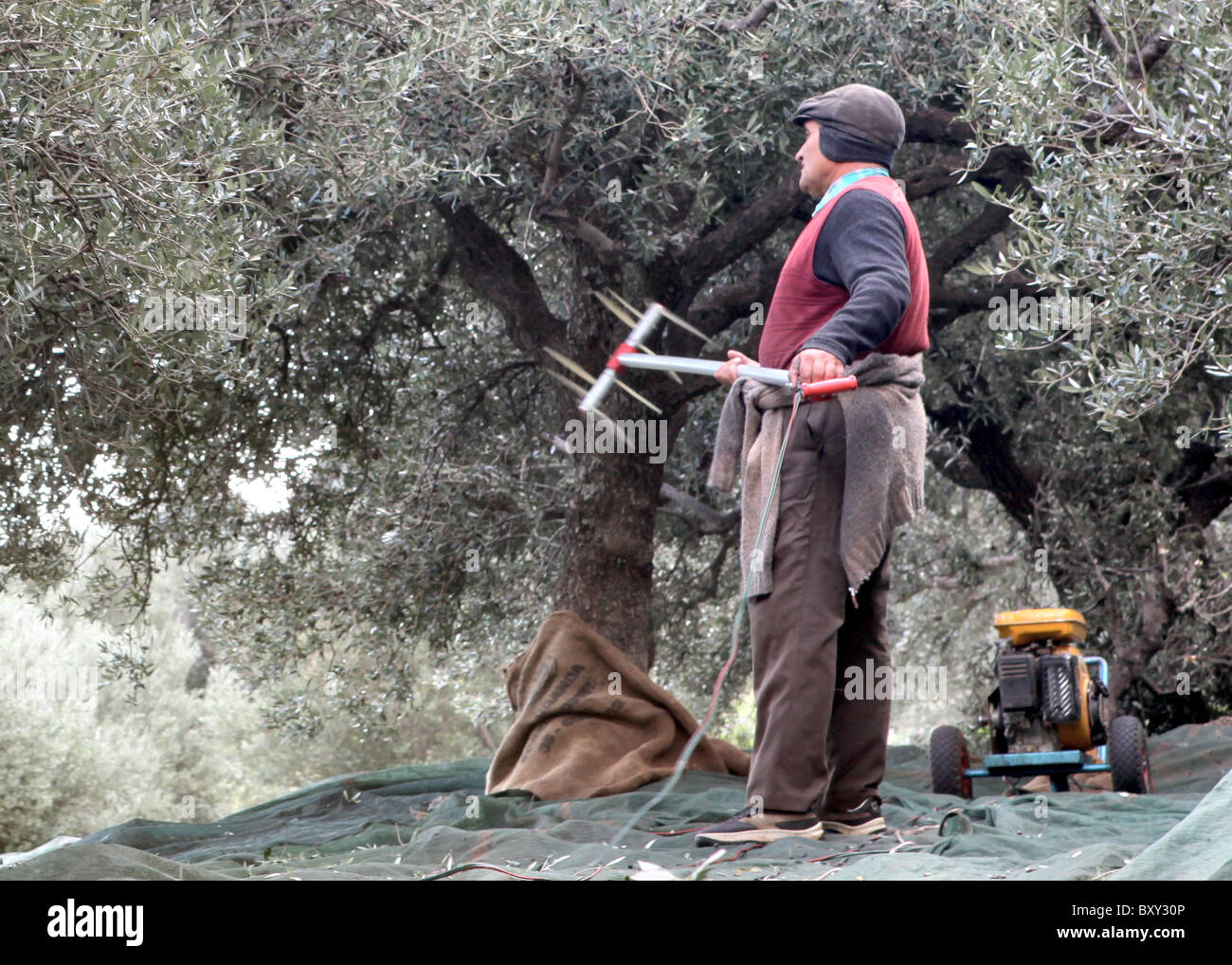 Machine picking olive -Fotos und -Bildmaterial in hoher Auflösung – Alamy