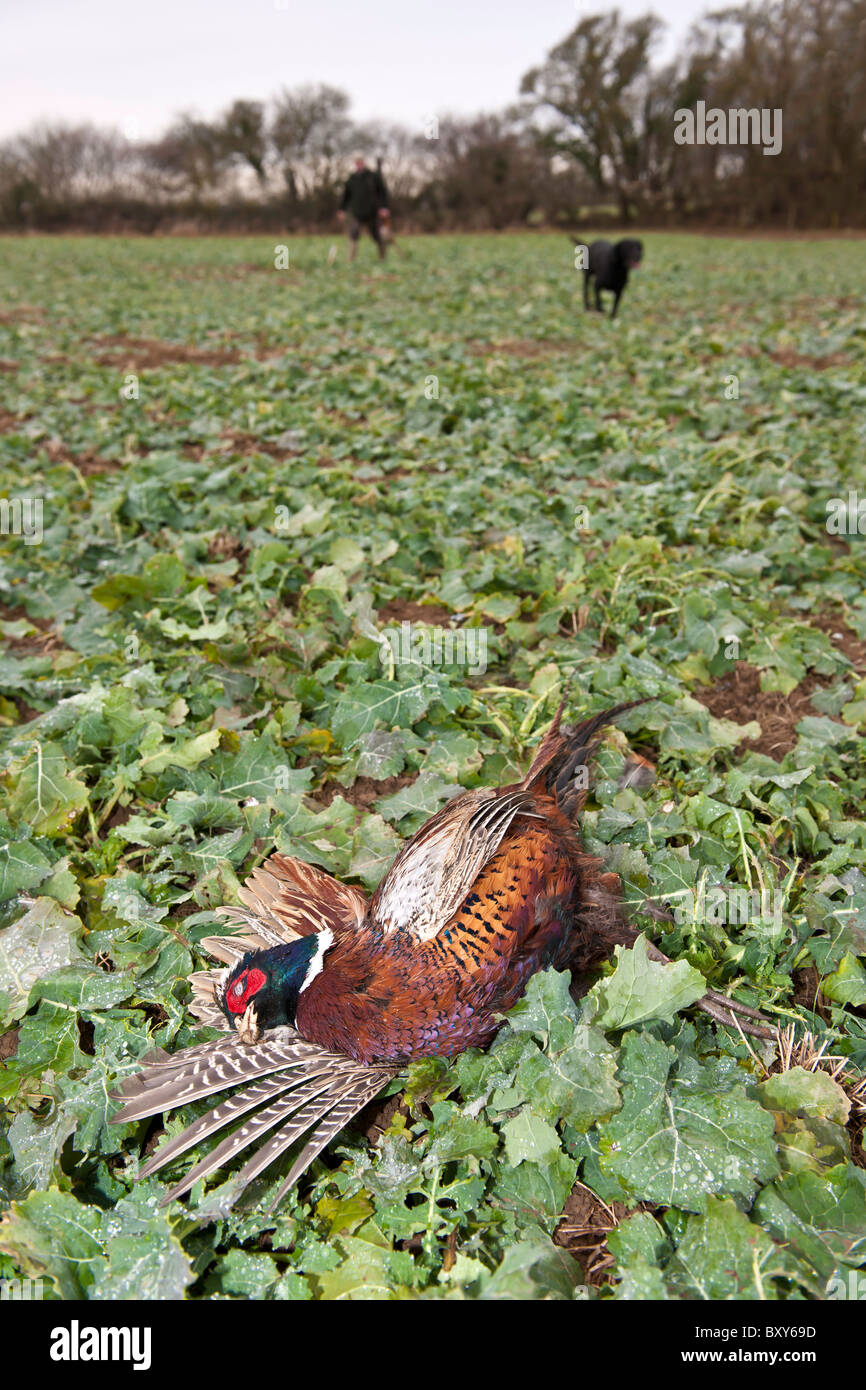 Blutfasan -Fotos und -Bildmaterial in hoher Auflösung – Alamy