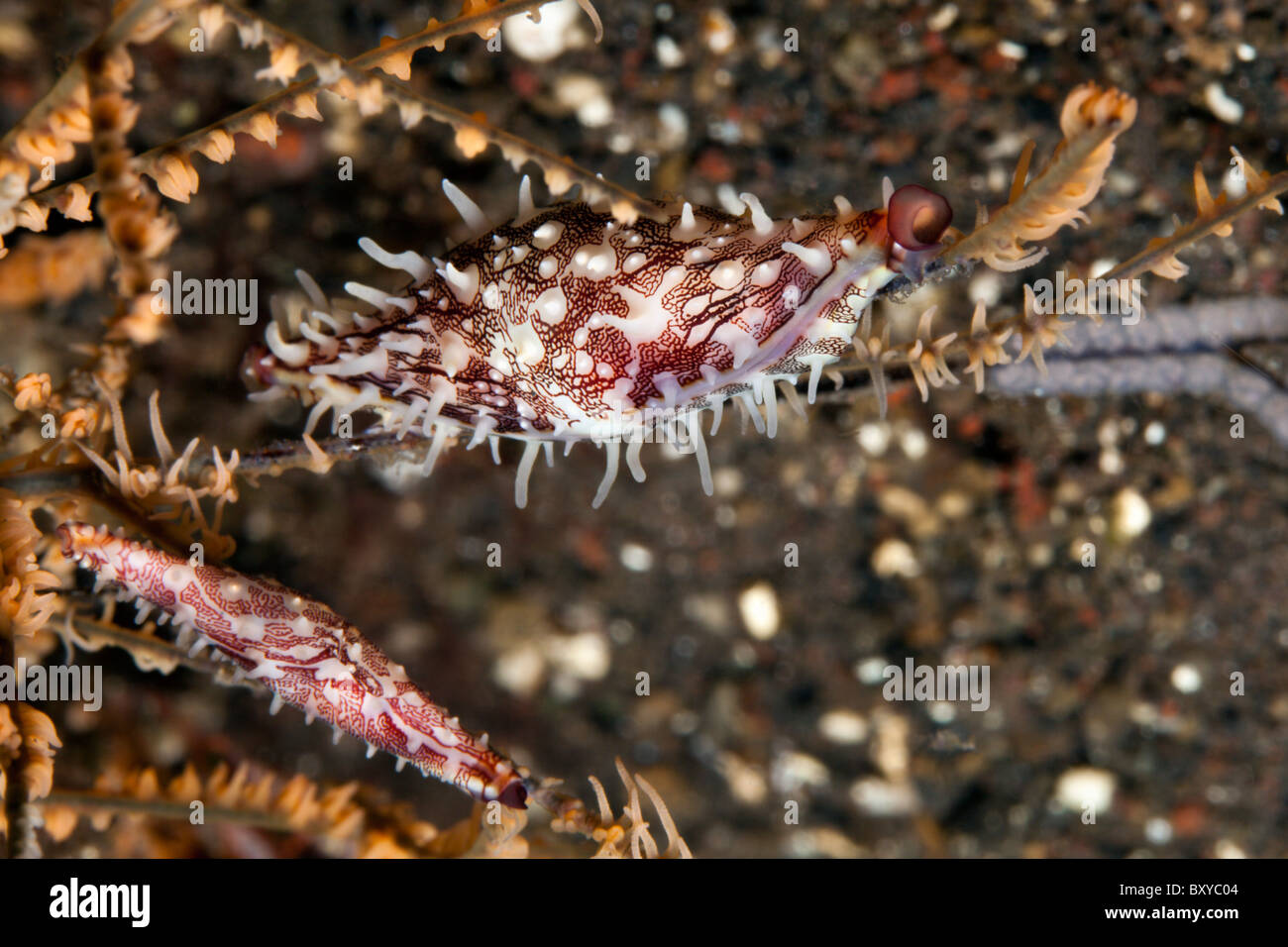 Spindel kaurischnecke -Fotos und -Bildmaterial in hoher Auflösung – Alamy