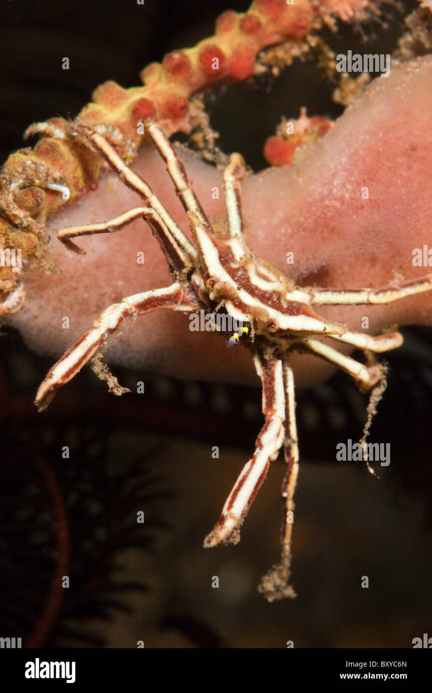Arthropoda bali krebstiere -Fotos und -Bildmaterial in hoher Auflösung ...