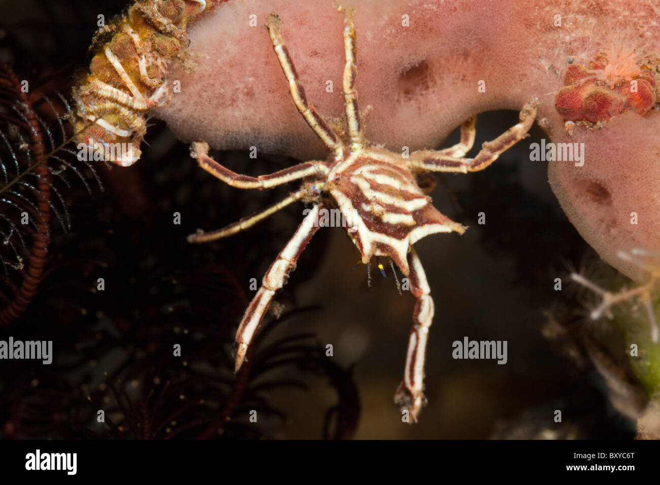 Reef crab -Fotos und -Bildmaterial in hoher Auflösung – Alamy