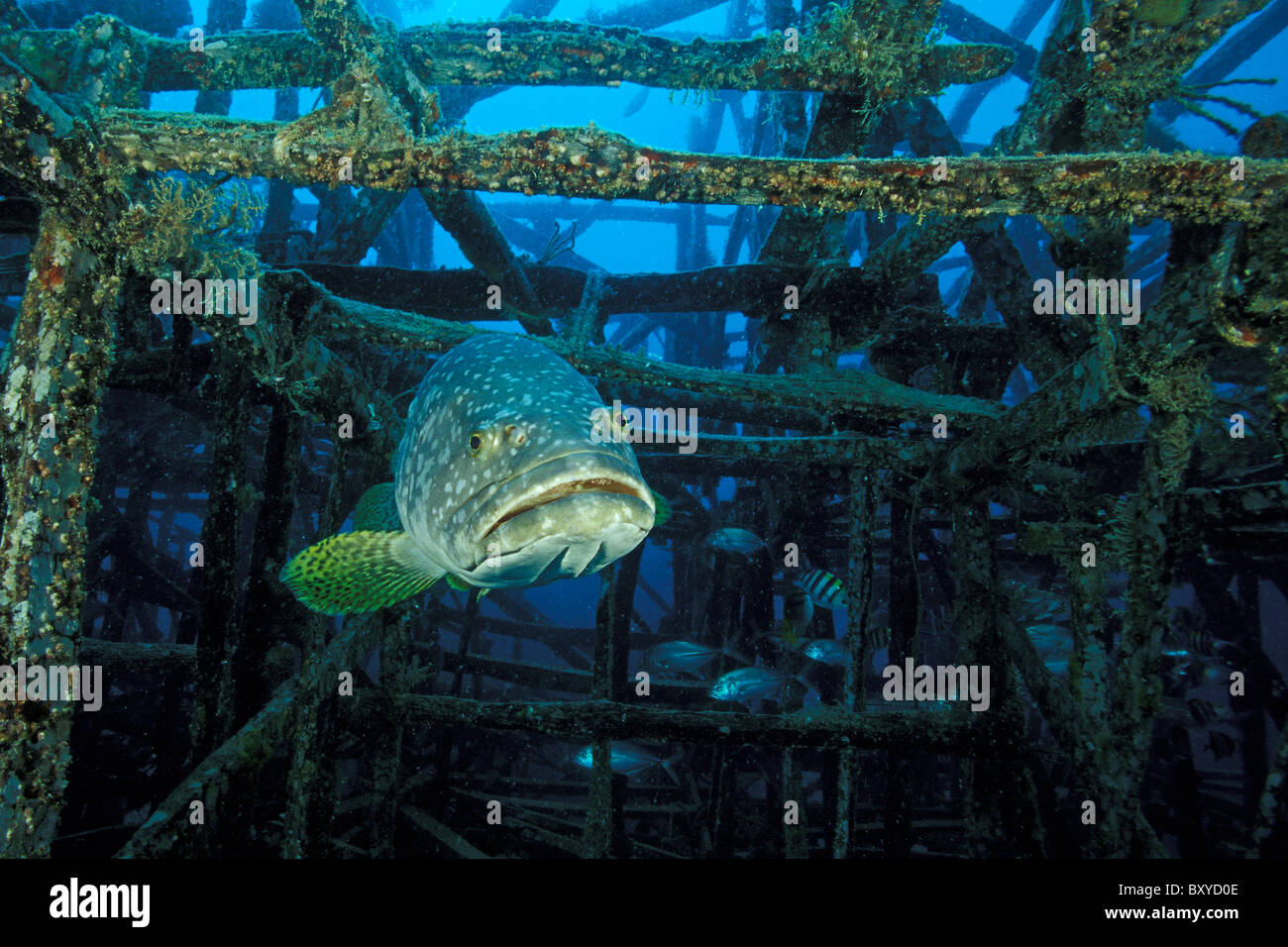 Riesen Zackenbarsch Stockfotos und -bilder Kaufen - Alamy