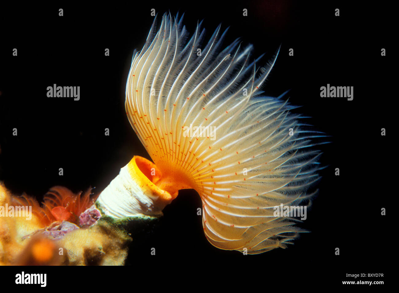 Protula Sp Stockfotos und -bilder Kaufen - Alamy