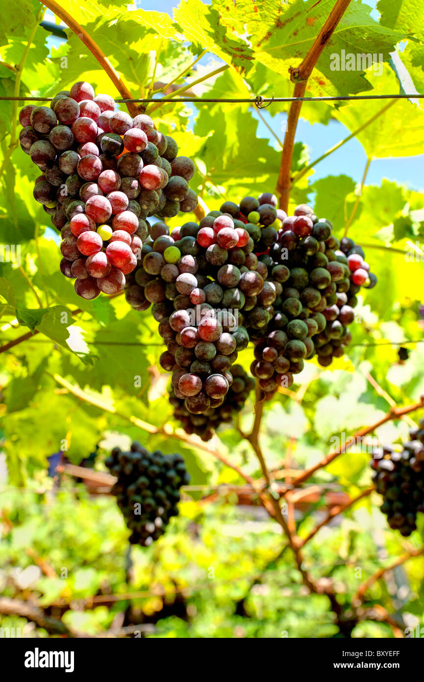 Reife Rote Trauben Stockfotos und -bilder Kaufen - Alamy