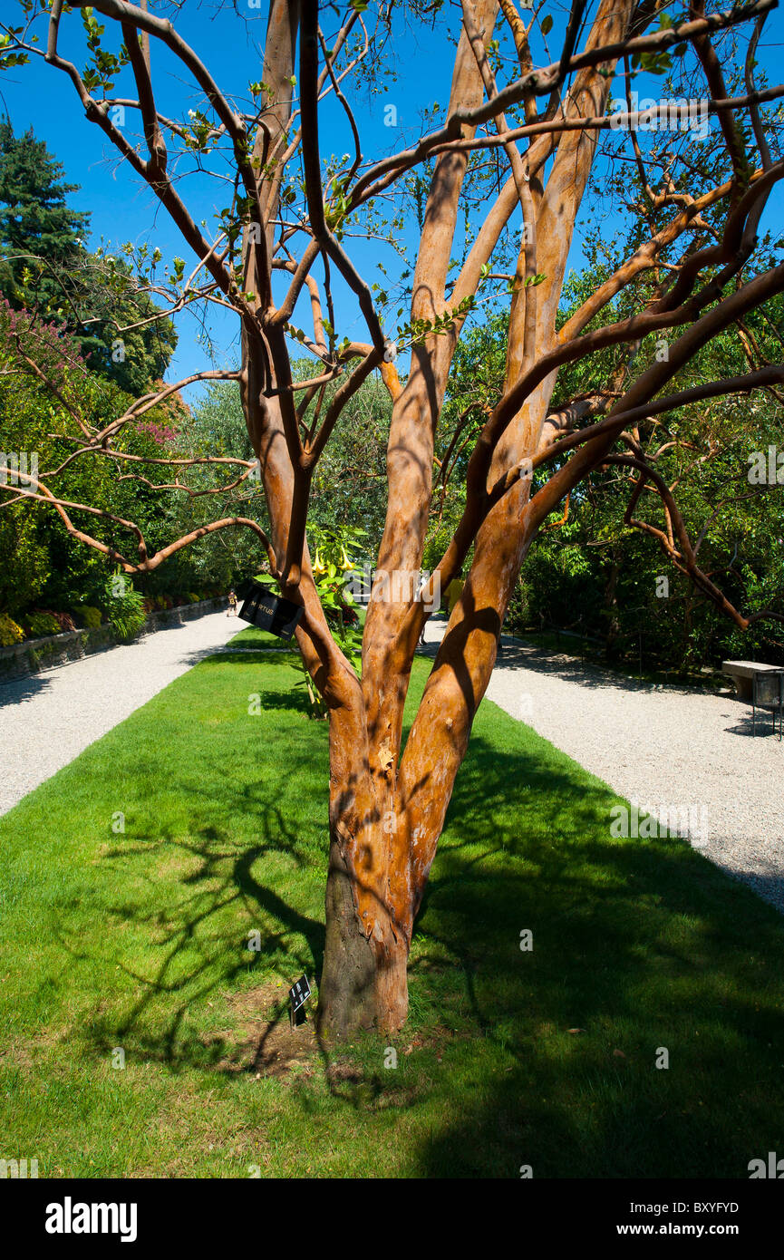 Luma myrtaceae -Fotos und -Bildmaterial in hoher Auflösung – Alamy