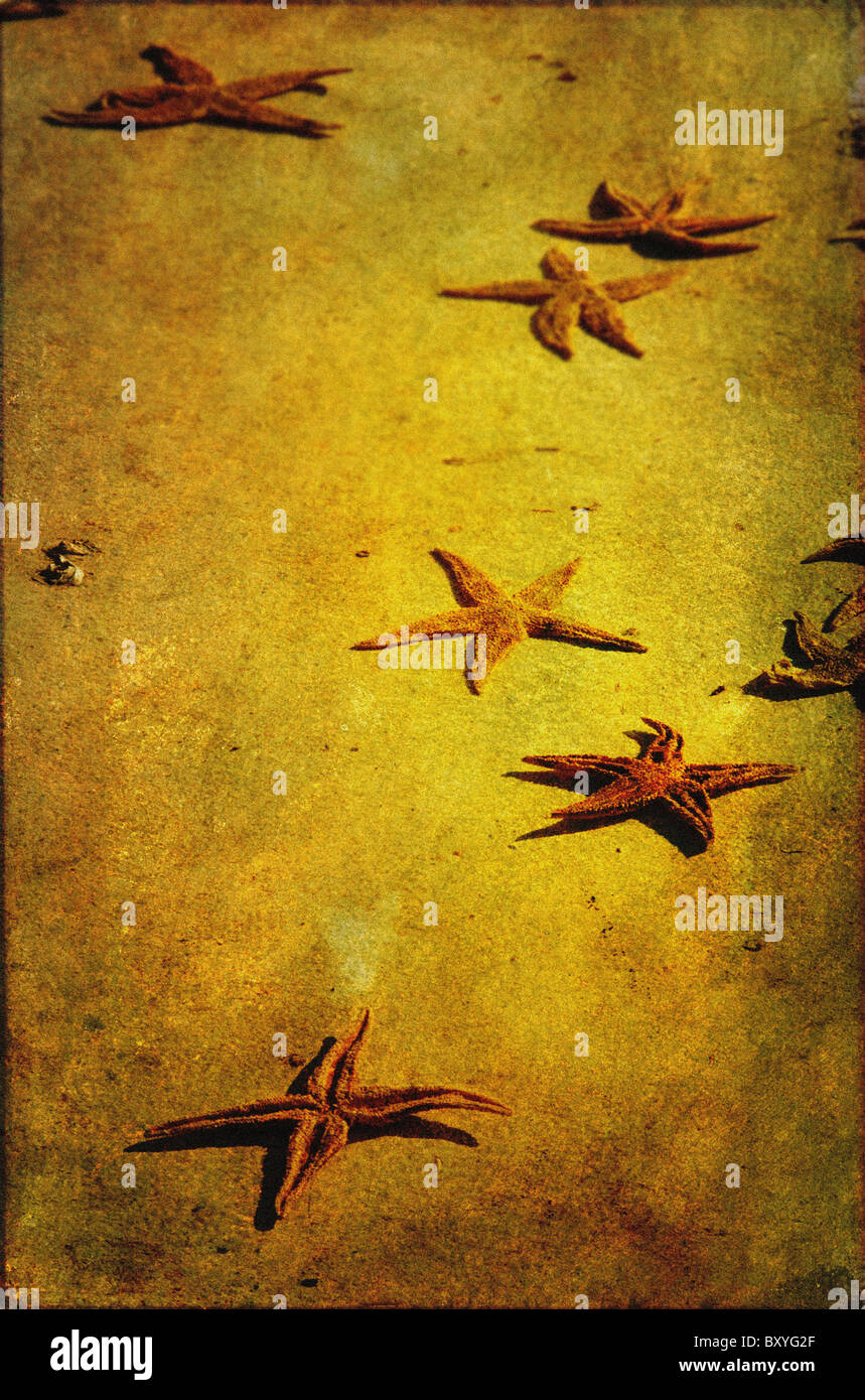 Starfish dying -Fotos und -Bildmaterial in hoher Auflösung – Alamy